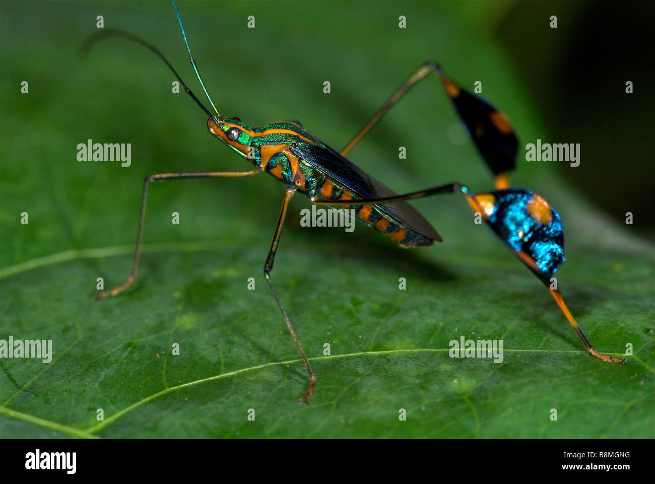 Flag Footed Bug Anisocelis flavolineata Costa Rica Stock Photo - Alamy