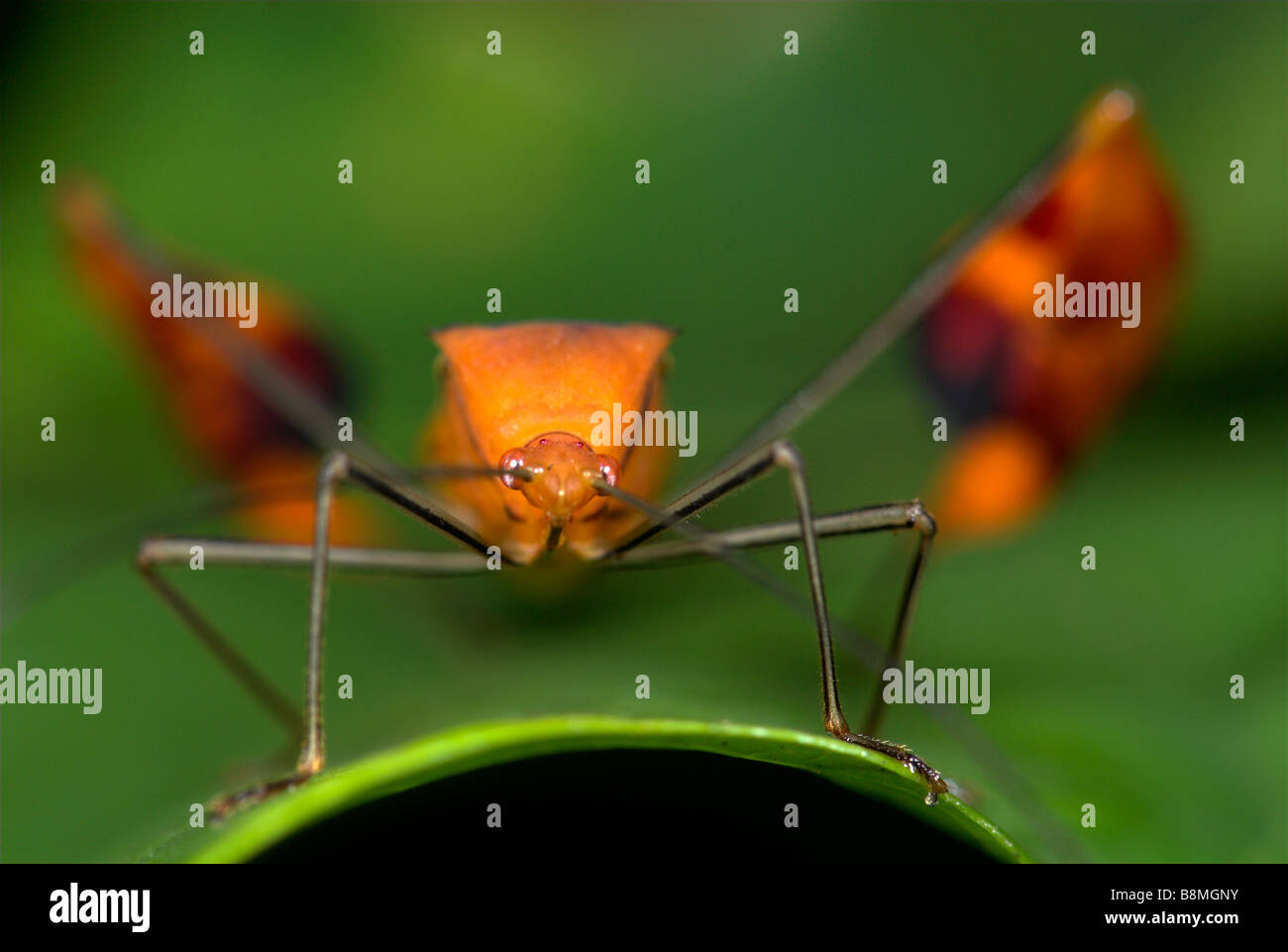 Flag Footed Bug Anisocelis flavolineata Costa Rica Stock Photo - Alamy