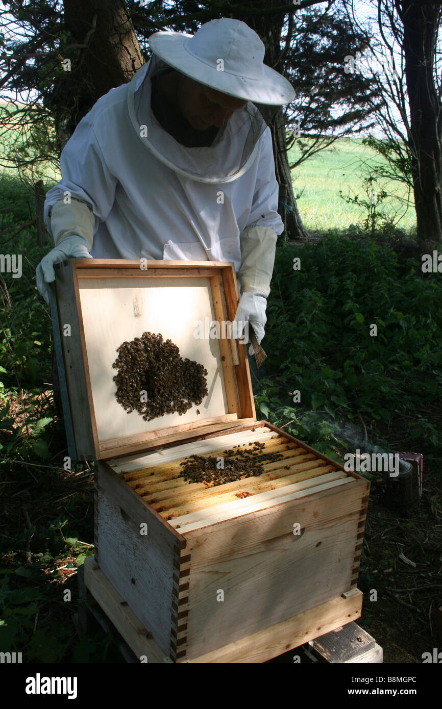 Hive move hi-res stock photography and images - Alamy