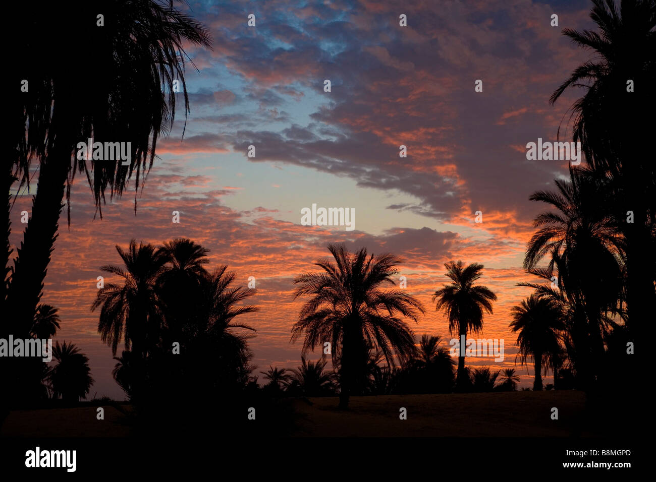 Dates palm trees on Sahara desert. Silhouette view in Banganarti ...