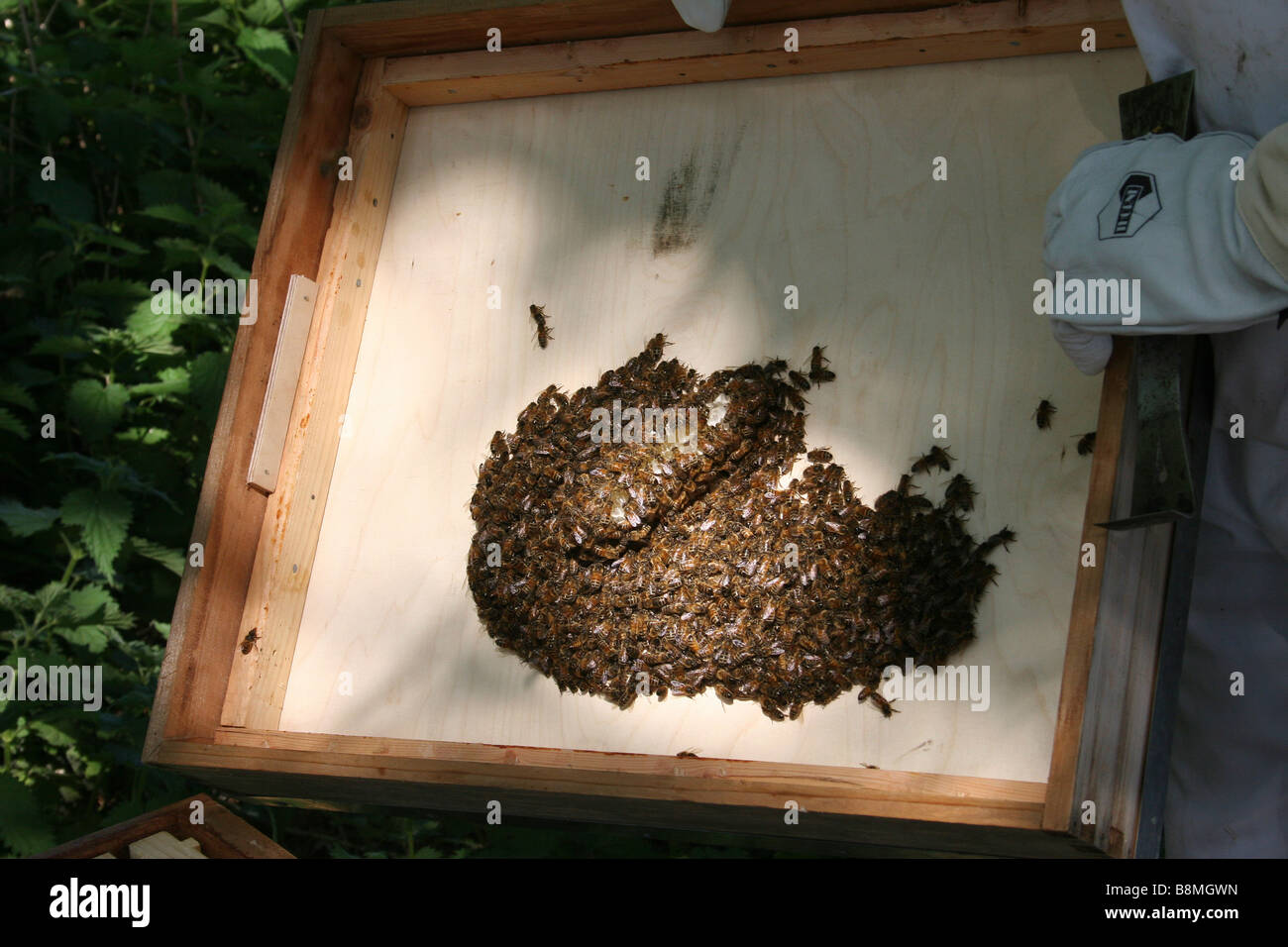 Bees swarming on movable hive frame Stock Photo - Alamy