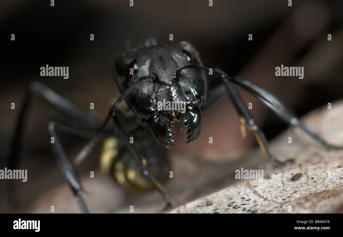 Golden Ant Camponotus Myrmepomis sericeiventris Costa Rica Stock Photo ...