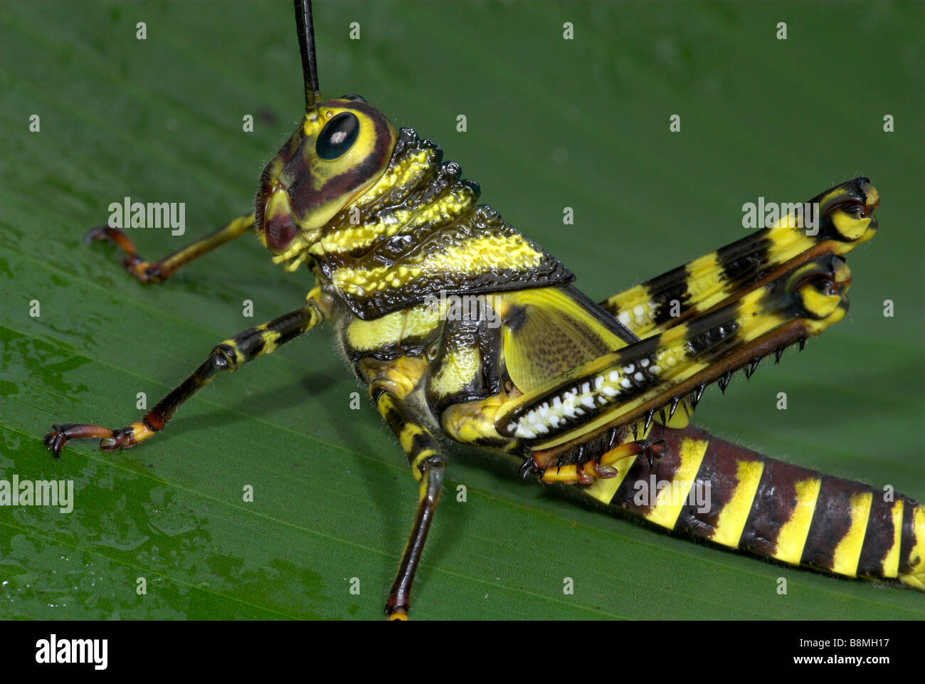 Tropidacris cristata hi-res stock photography and images - Alamy