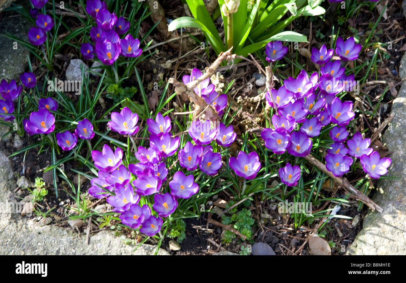 Blue crocus hi-res stock photography and images - Alamy