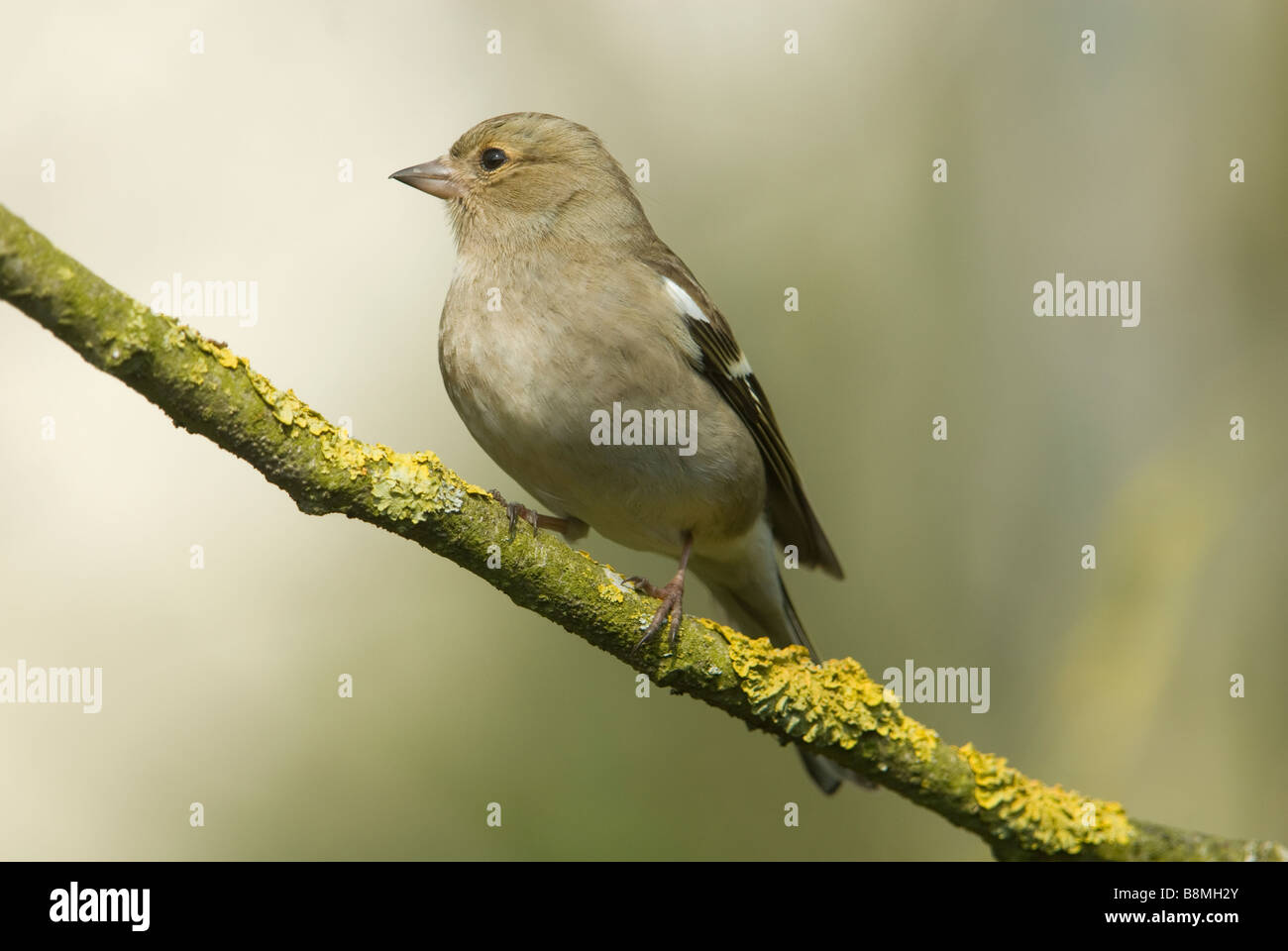 Female4 hi-res stock photography and images - Alamy