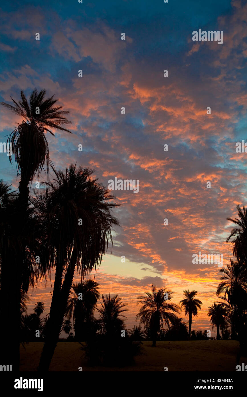 Sudan desert trees hi-res stock photography and images - Alamy