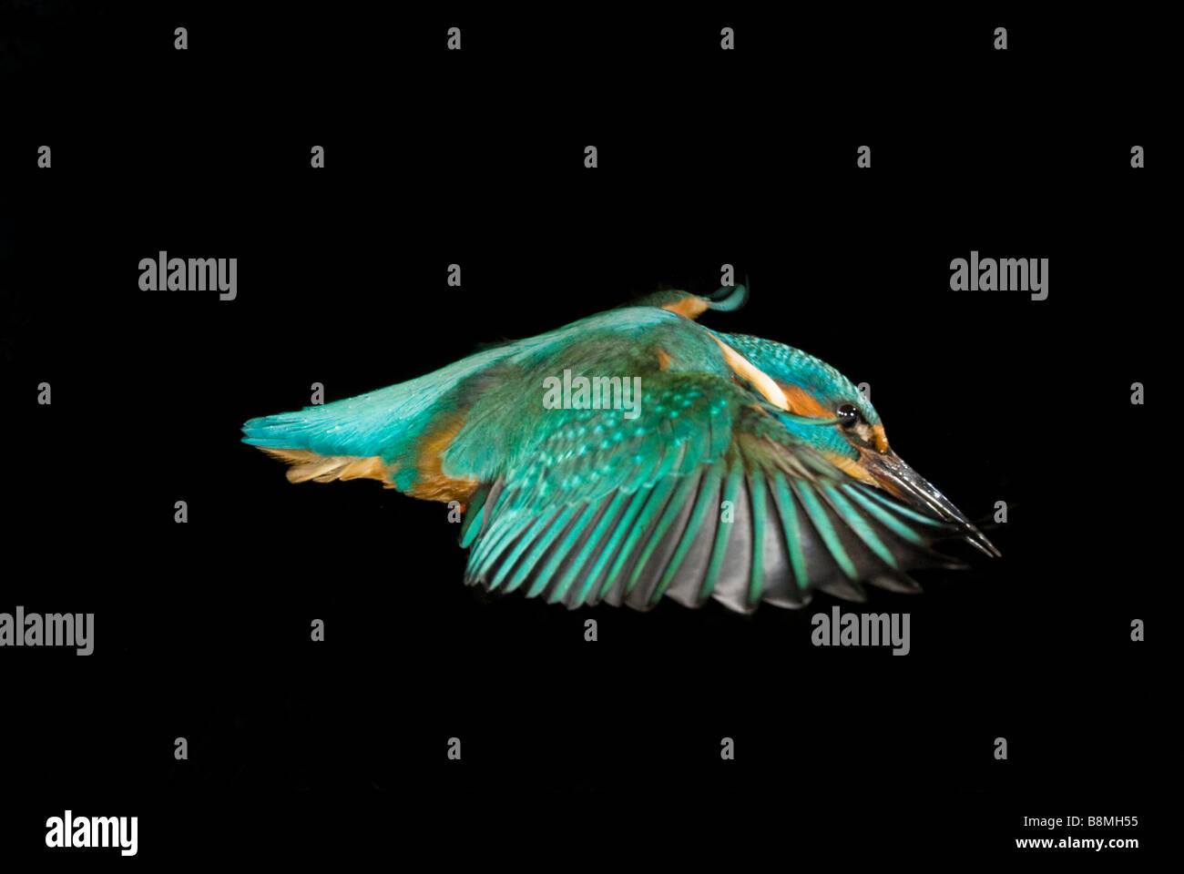 Kingfisher wings hi-res stock photography and images - Alamy