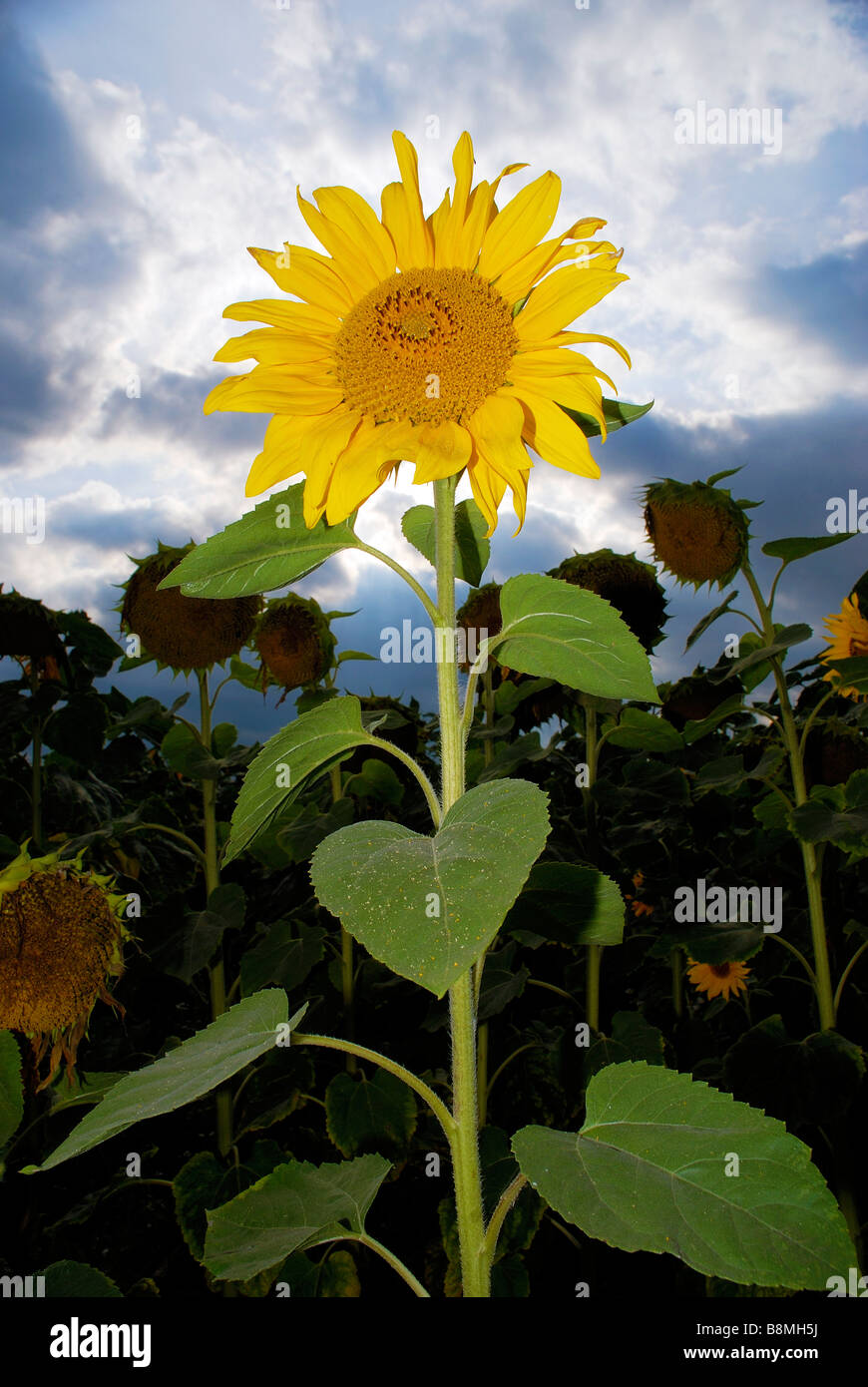 sunflower in a field the only one left standing Stock Photo - Alamy