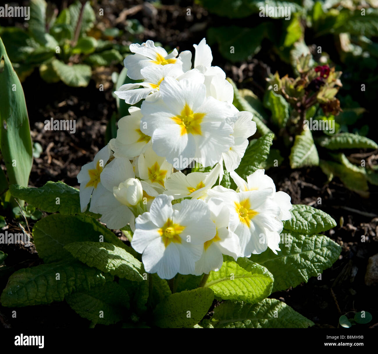 Single white Polyanthus plant Stock Photo - Alamy