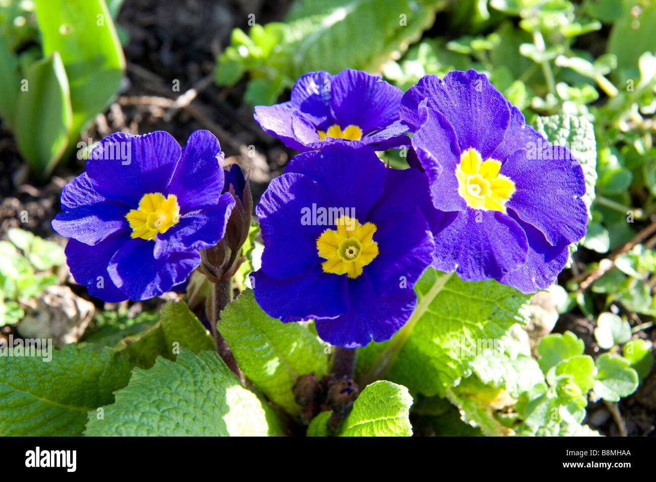 Polyanthus hi-res stock photography and images - Alamy