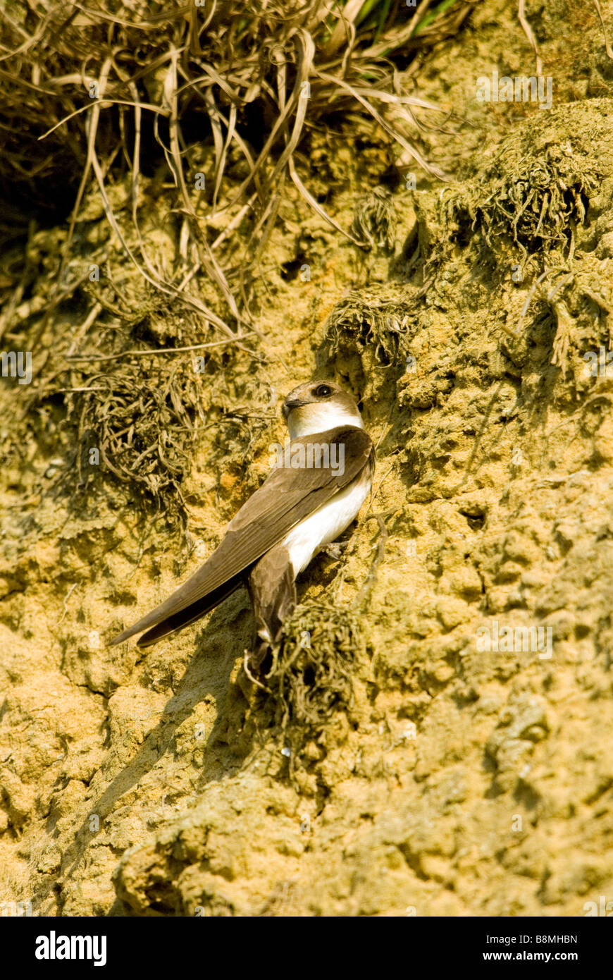 Marten sand hi-res stock photography and images - Alamy