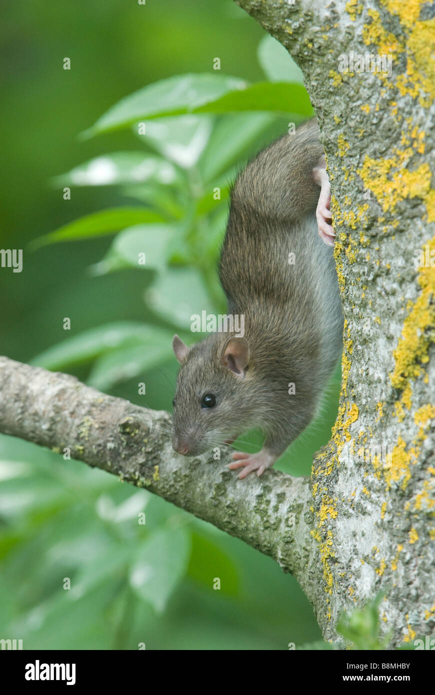 Rat as pest hi-res stock photography and images - Alamy