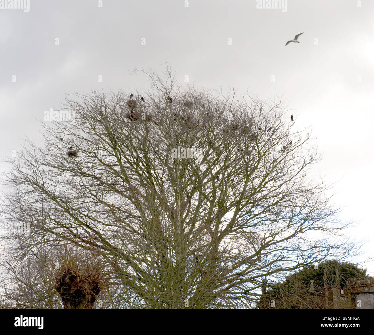Rooks nest hi-res stock photography and images - Alamy