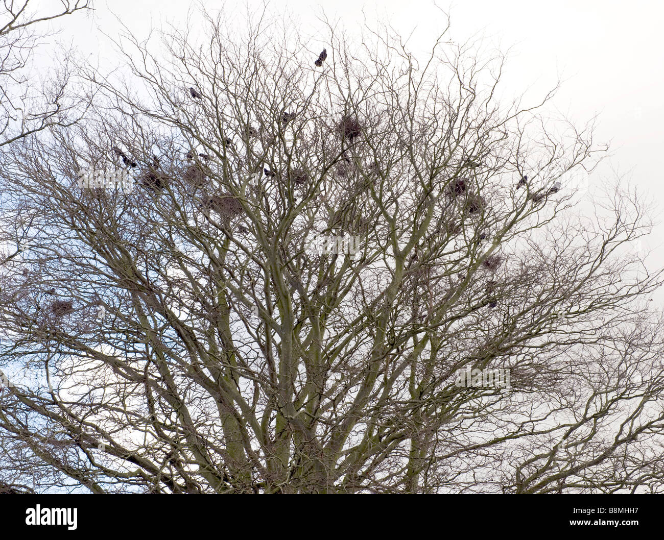Nesting rooks in a rookery Stock Photo - Alamy