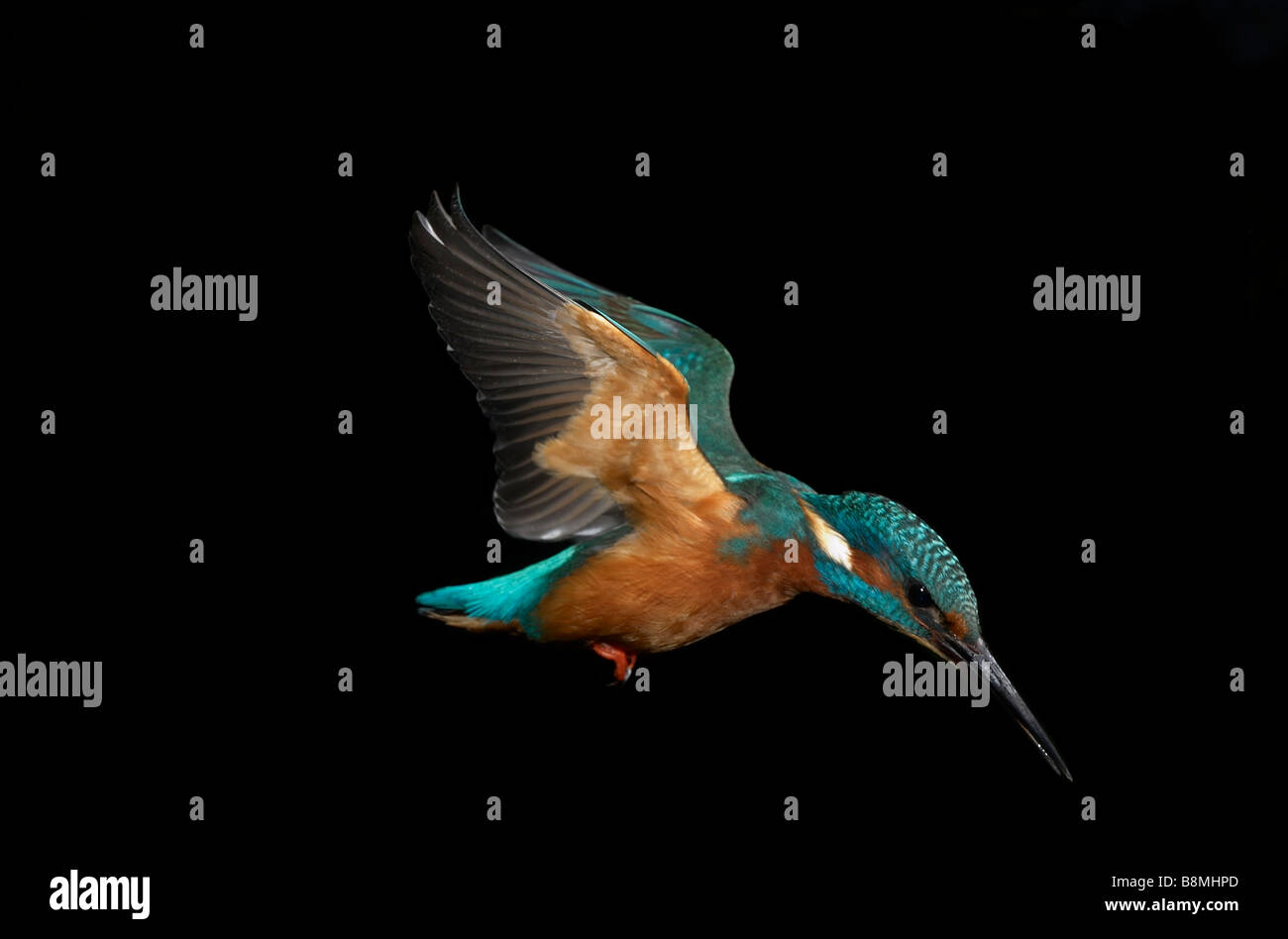 Kingfisher wings hi-res stock photography and images - Alamy