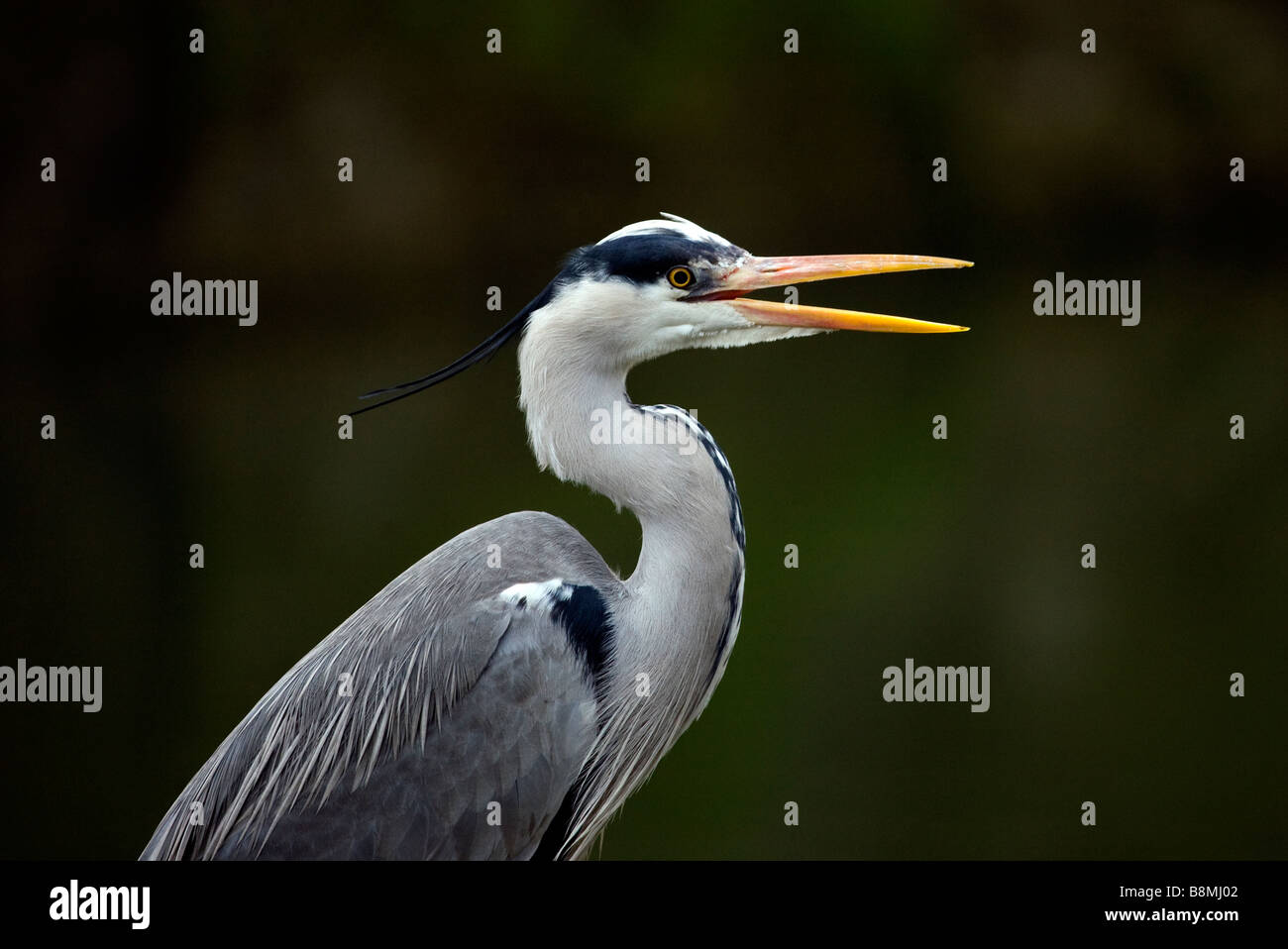 River tolka hi-res stock photography and images - Alamy