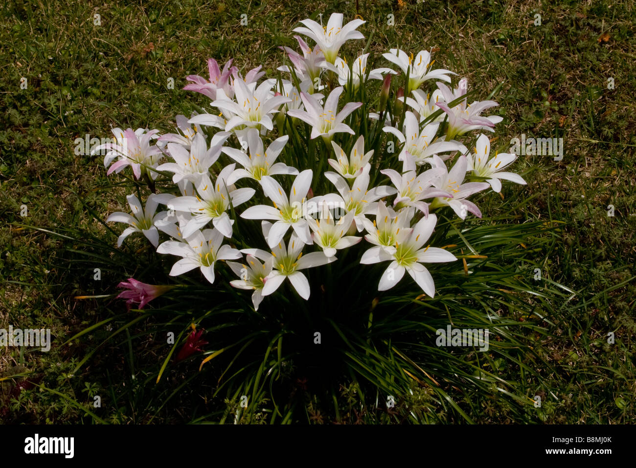Rain lilies (Zephyranthes) obtained their name because of their ...