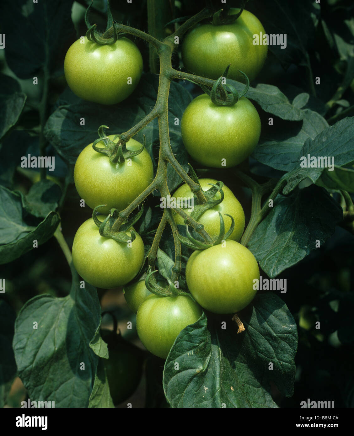 Green unripe but mature tomato fruit variety Shirley on the truss Stock ...