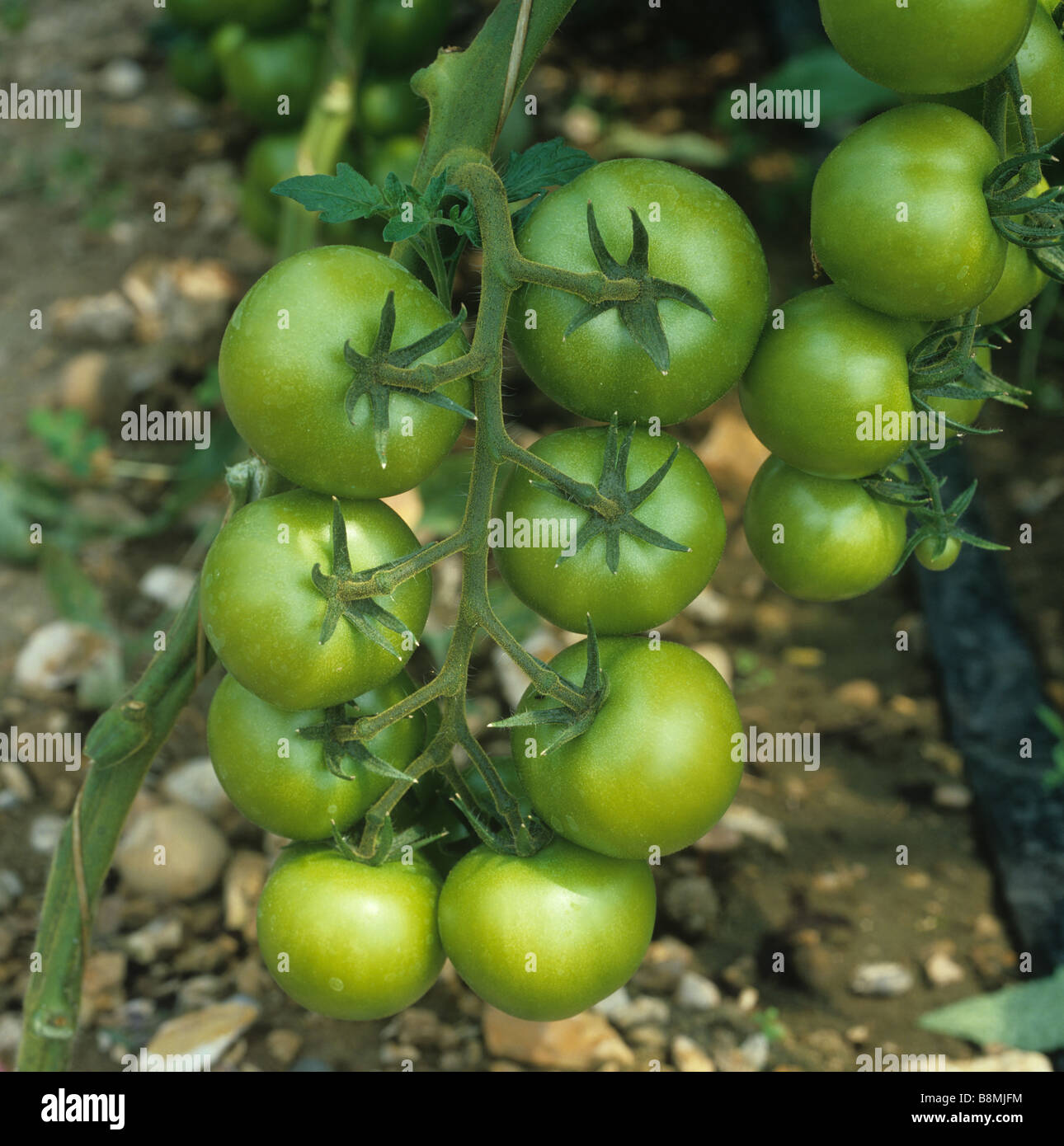 Green unripe but mature tomato fruit variety Shirley on the truss Stock ...