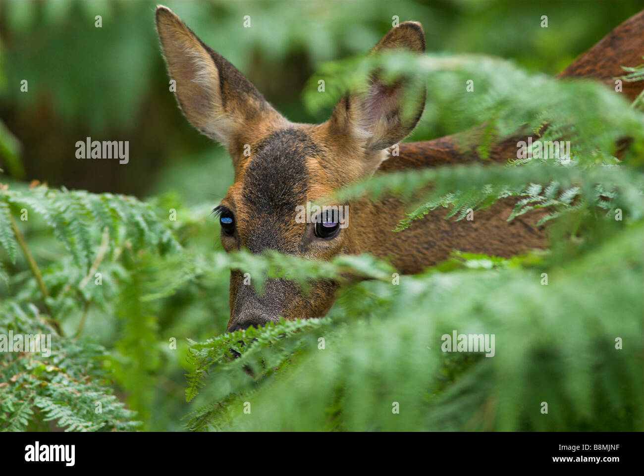 Native uk roe deer hi-res stock photography and images - Alamy