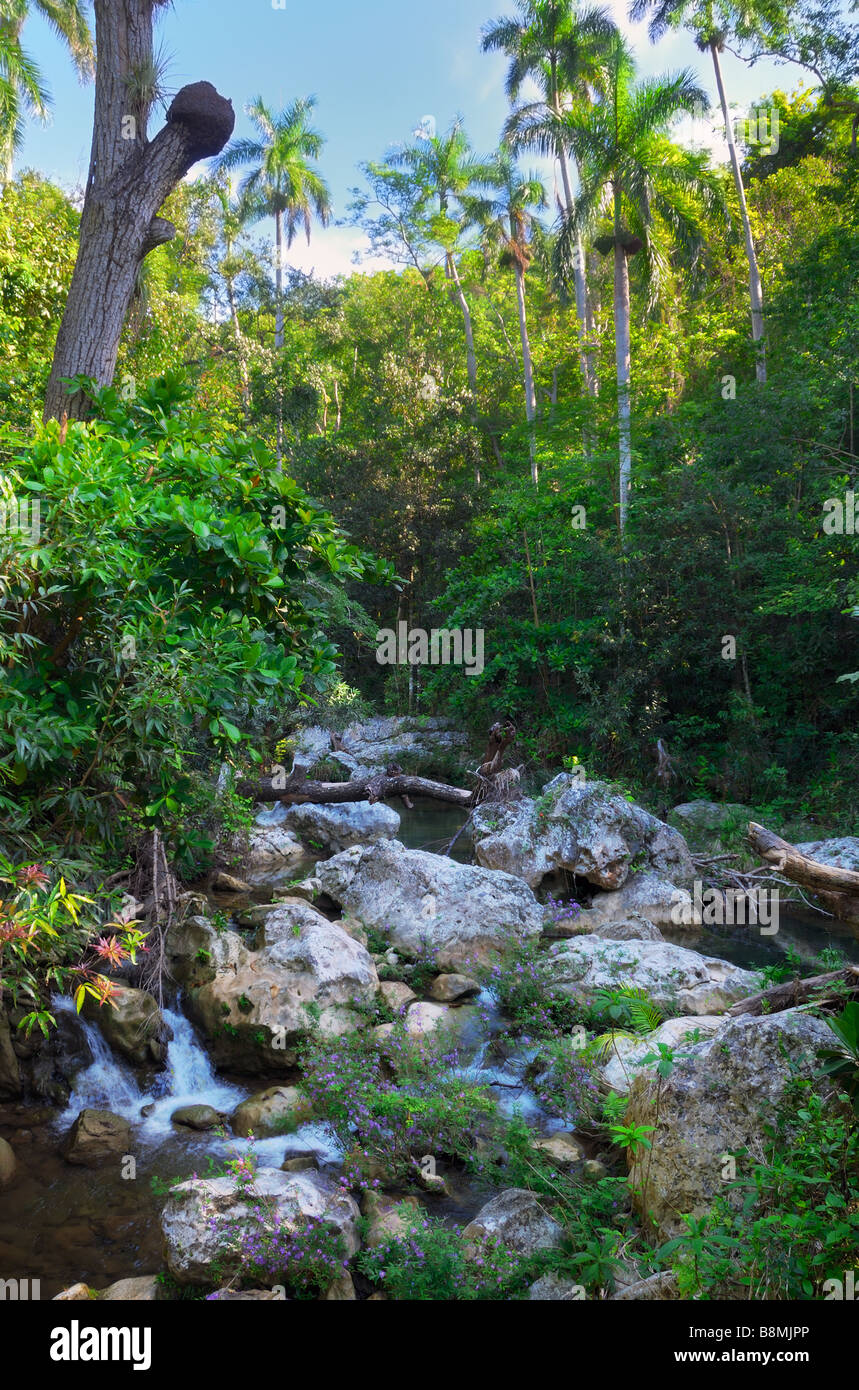 Detail of cuban vegetation and water stream on Escambray Stock Photo ...