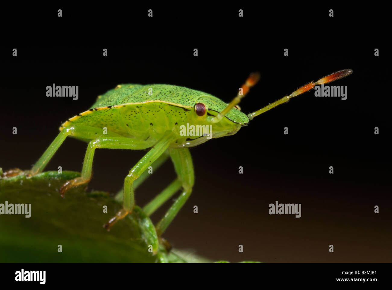 Tortoise or Shield Bug Eurygaster maura UK Stock Photo - Alamy