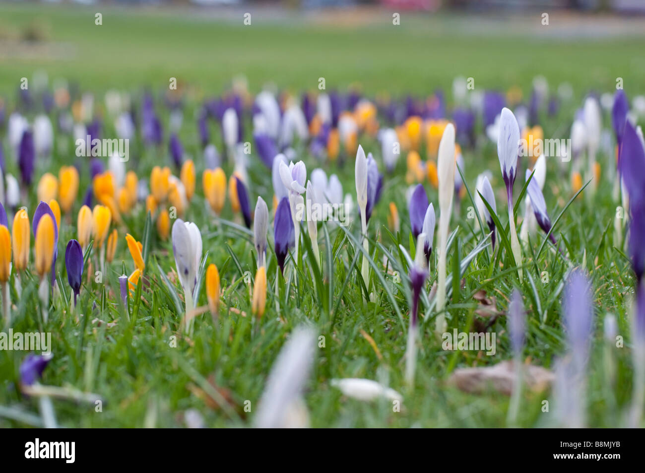 Crocuses in the field hi-res stock photography and images - Alamy