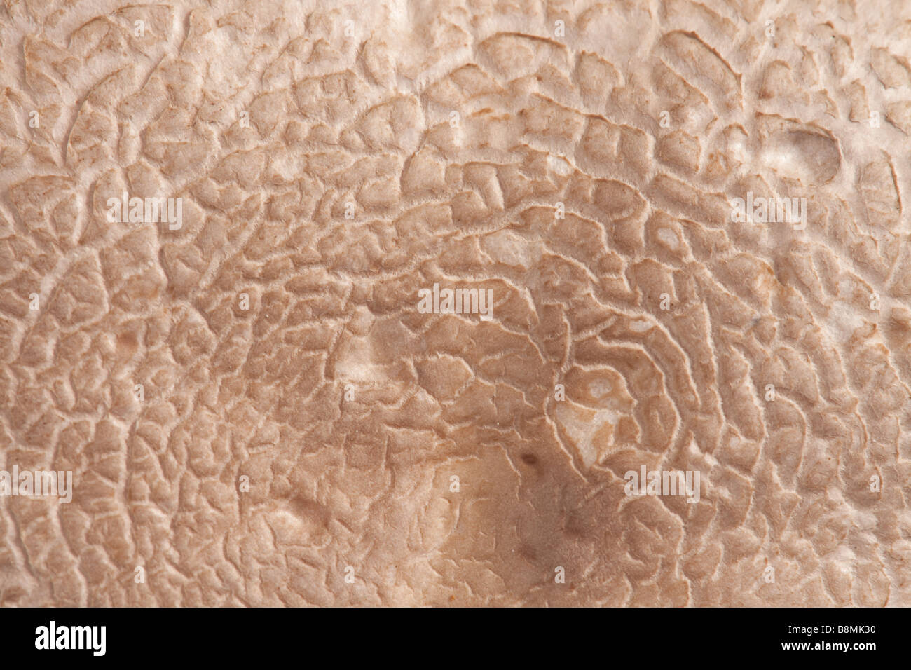 Close up of a mushroom revealing his texture Stock Photo - Alamy