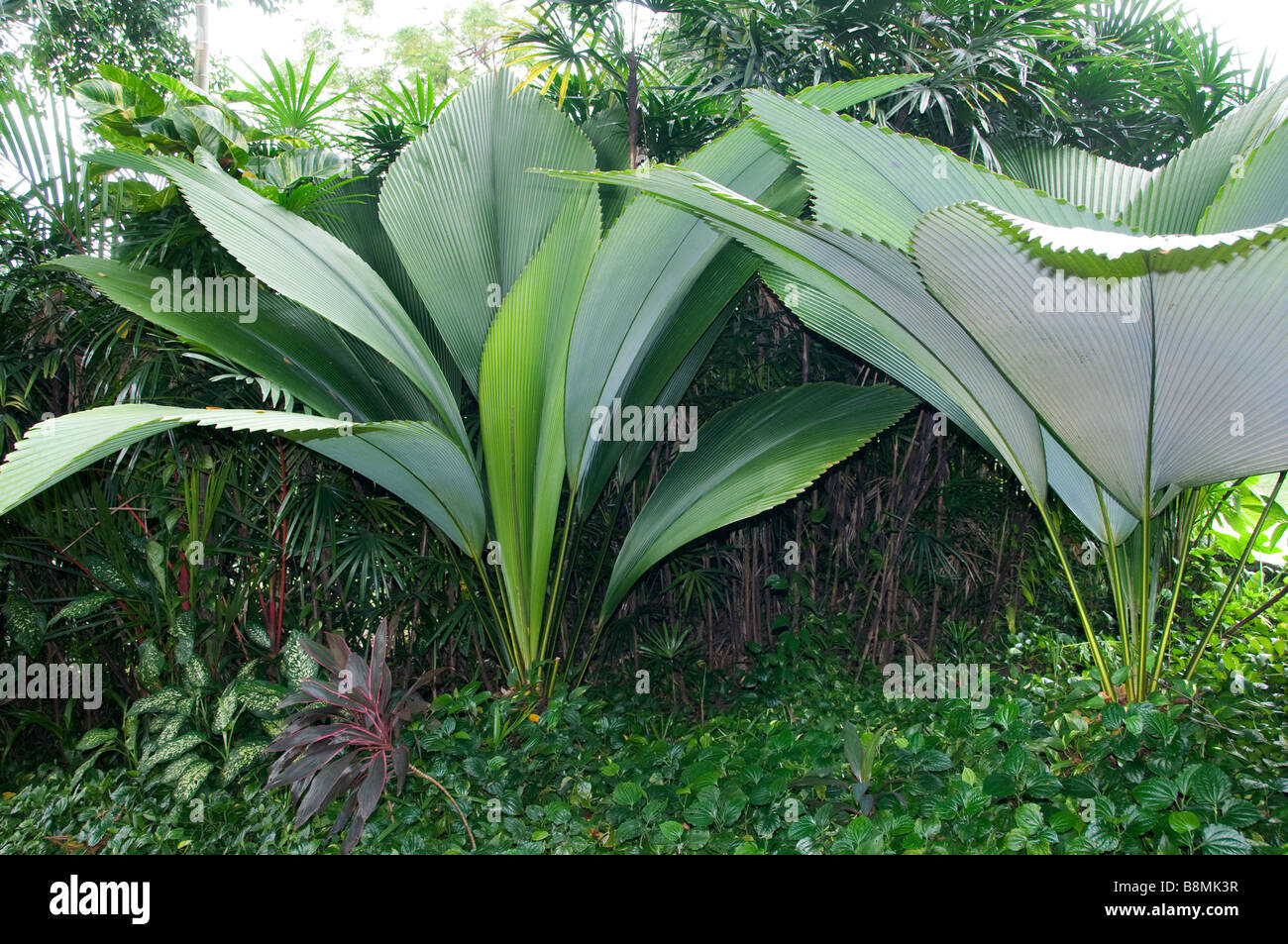 Lake Garden the heart of Kuala Lumpur Deer Butterfly Bird Park Carcosa ...