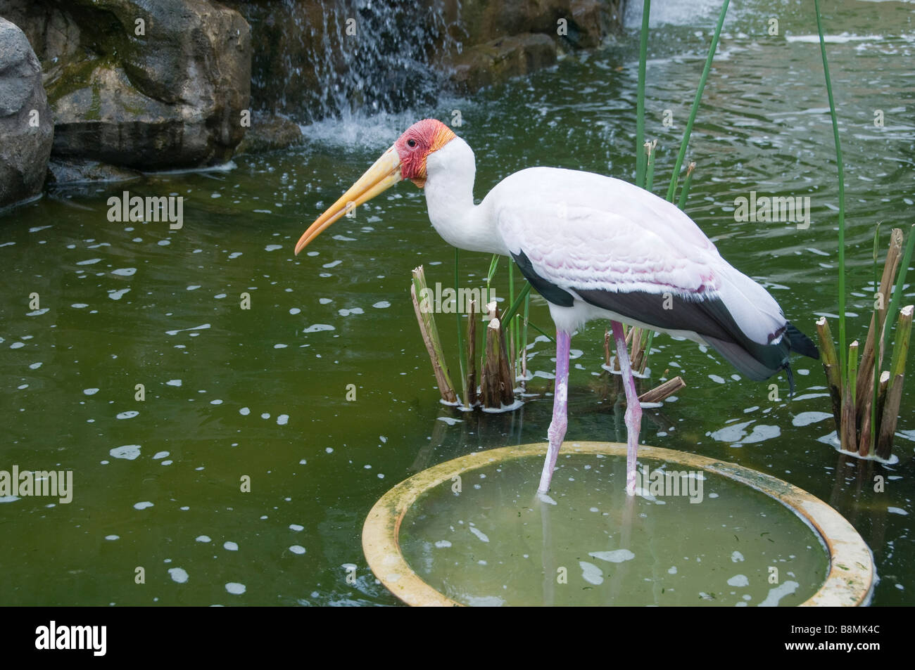 Lake Garden the heart of Kuala Lumpur Zoo Bird Park stork bird Stock ...
