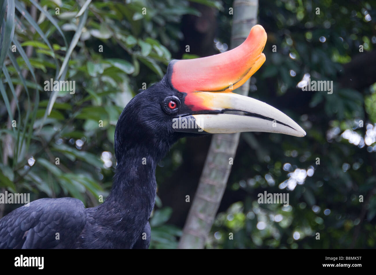 Hornbill Lake Garden the heart of Kuala Lumpur Zoo Bird Park Stock ...