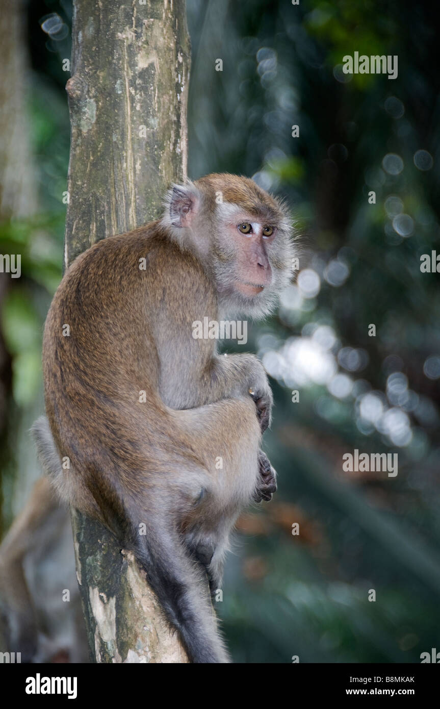 Monkey garden hi-res stock photography and images - Alamy