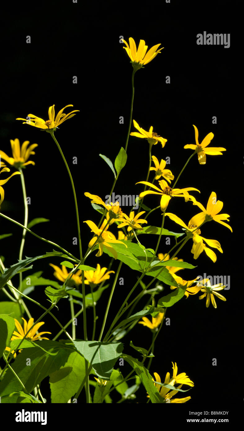 Yellow wildflowers growing along the Vermilion River in northern Ohio ...