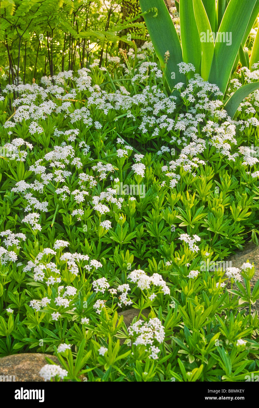Sweet Woodruff Ground Cover