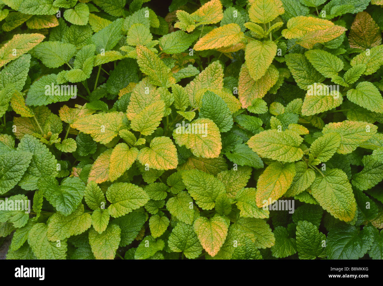 Golden-hued foliage of golden lemon balm (Melissa offcinalis 'Aurea ...