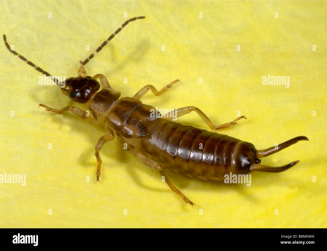 Earwig Forficula auricularia UK Stock Photo - Alamy