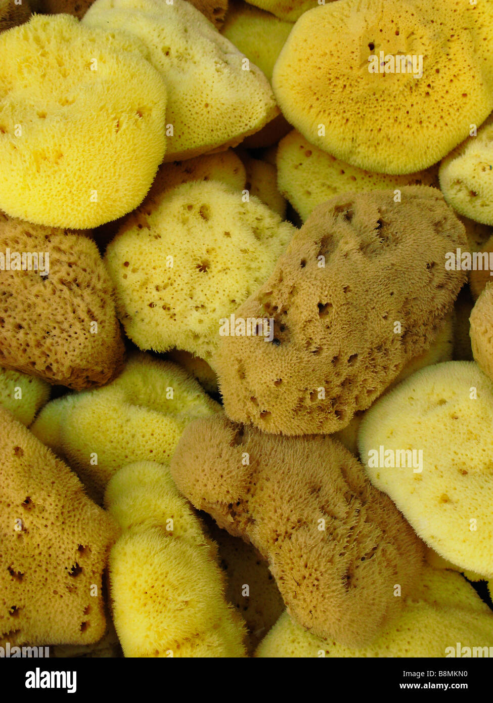Natural sea sponges on sale in Rethymnon Crete Greece Stock Photo - Alamy