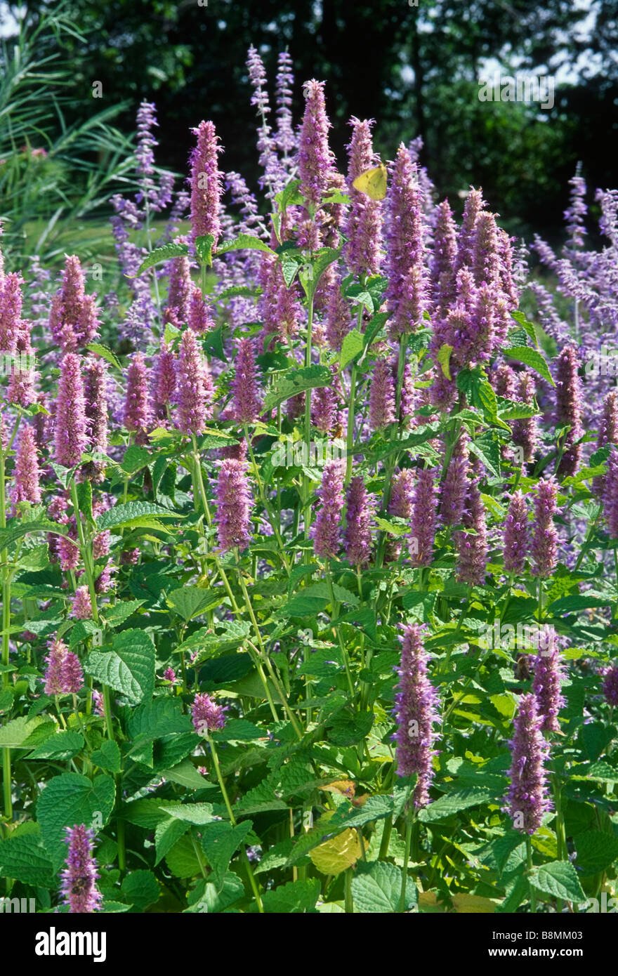 Anise hyssop in bloom in an herb garden. A butterfly visits a flower ...