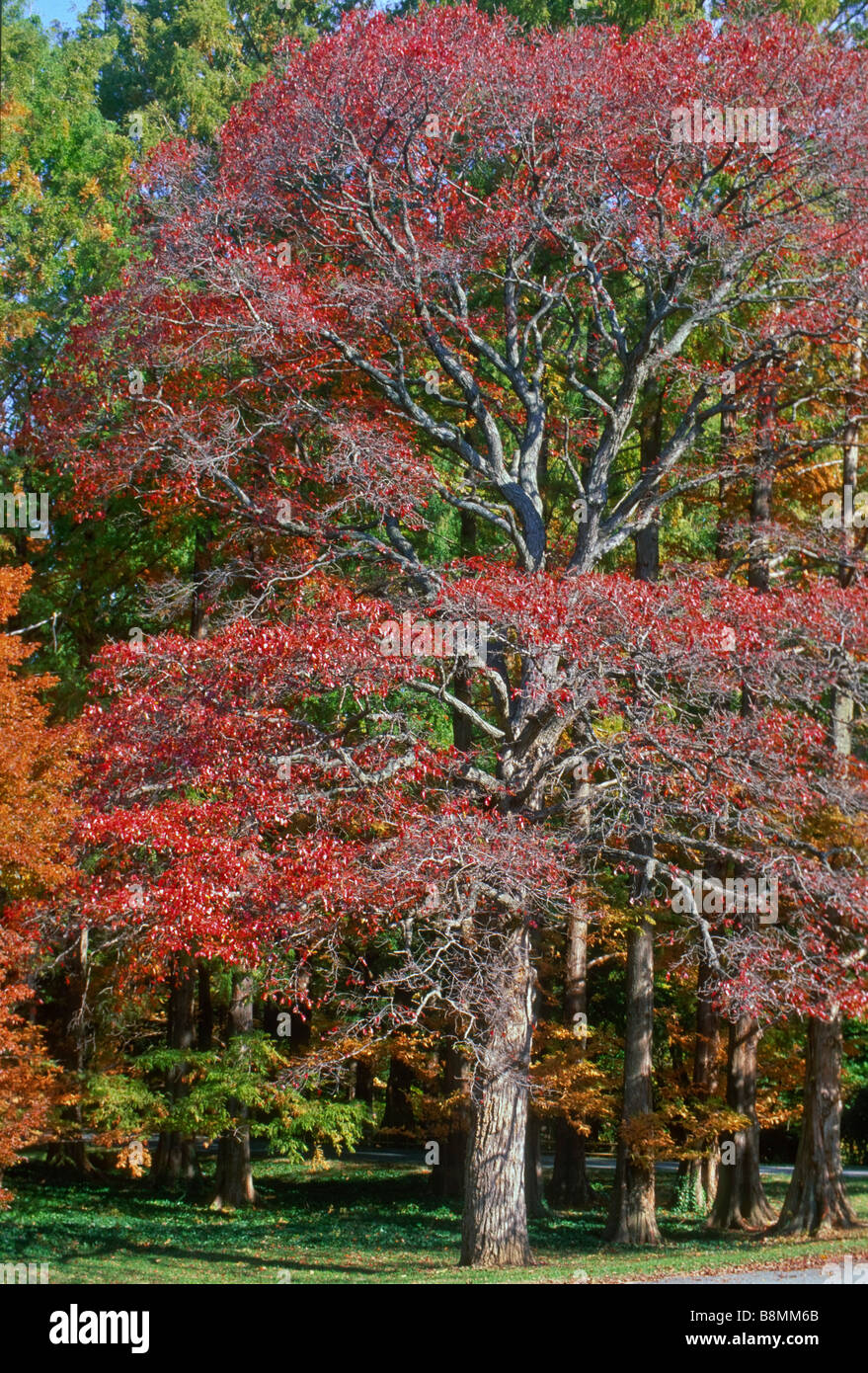 Black gum tree hi-res stock photography and images - Alamy