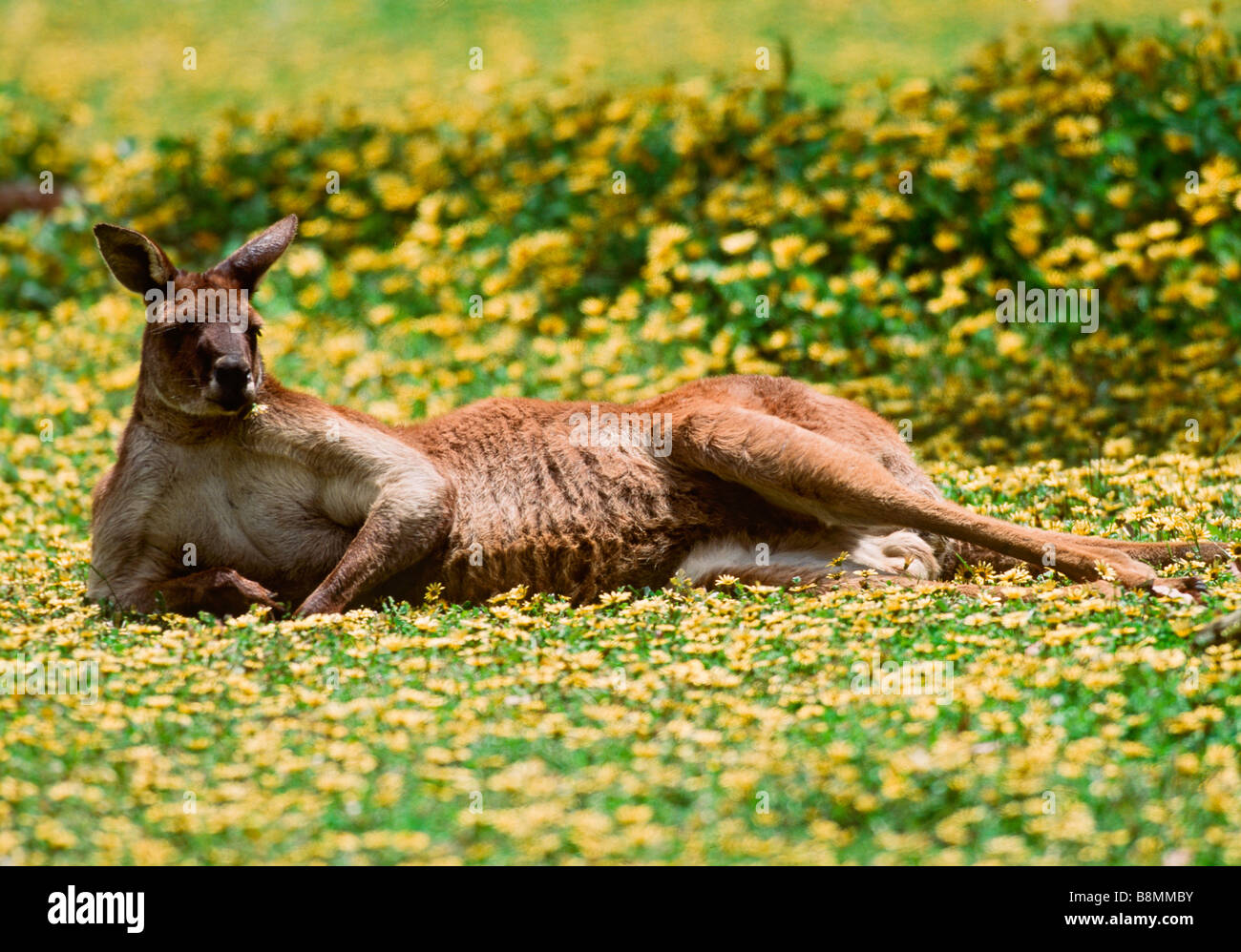 RED KANGAROO macropus rufus Stock Photo - Alamy