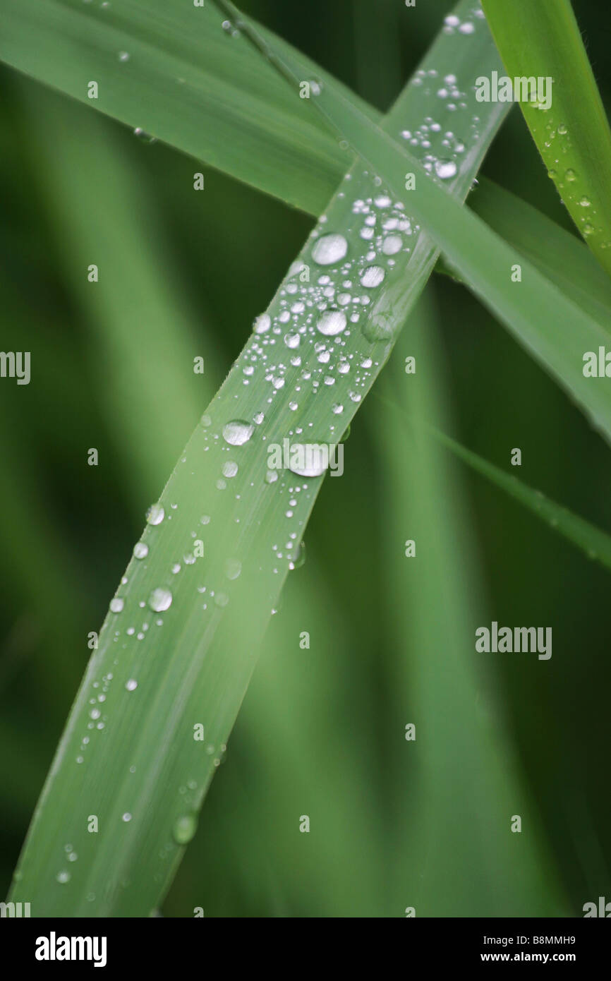 Rain drops on reeds Stock Photo - Alamy