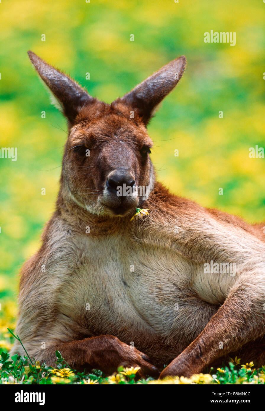 RED KANGAROO macropus rufus Stock Photo - Alamy