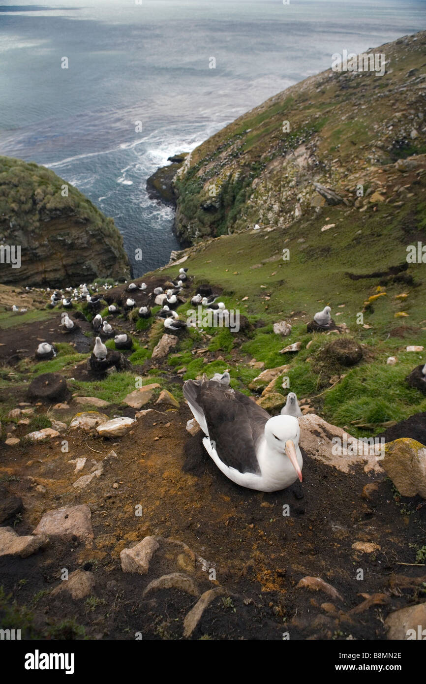 A Black-browed Albatross nesting colony (Thalassarche melanophrys) on ...