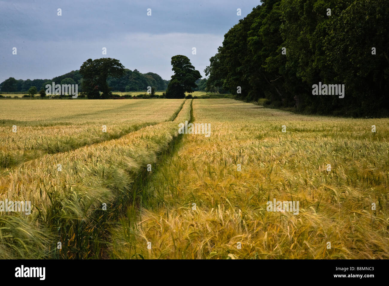 Barley Field near Beverley, East Yorkshire, England, UK Stock Photo - Alamy