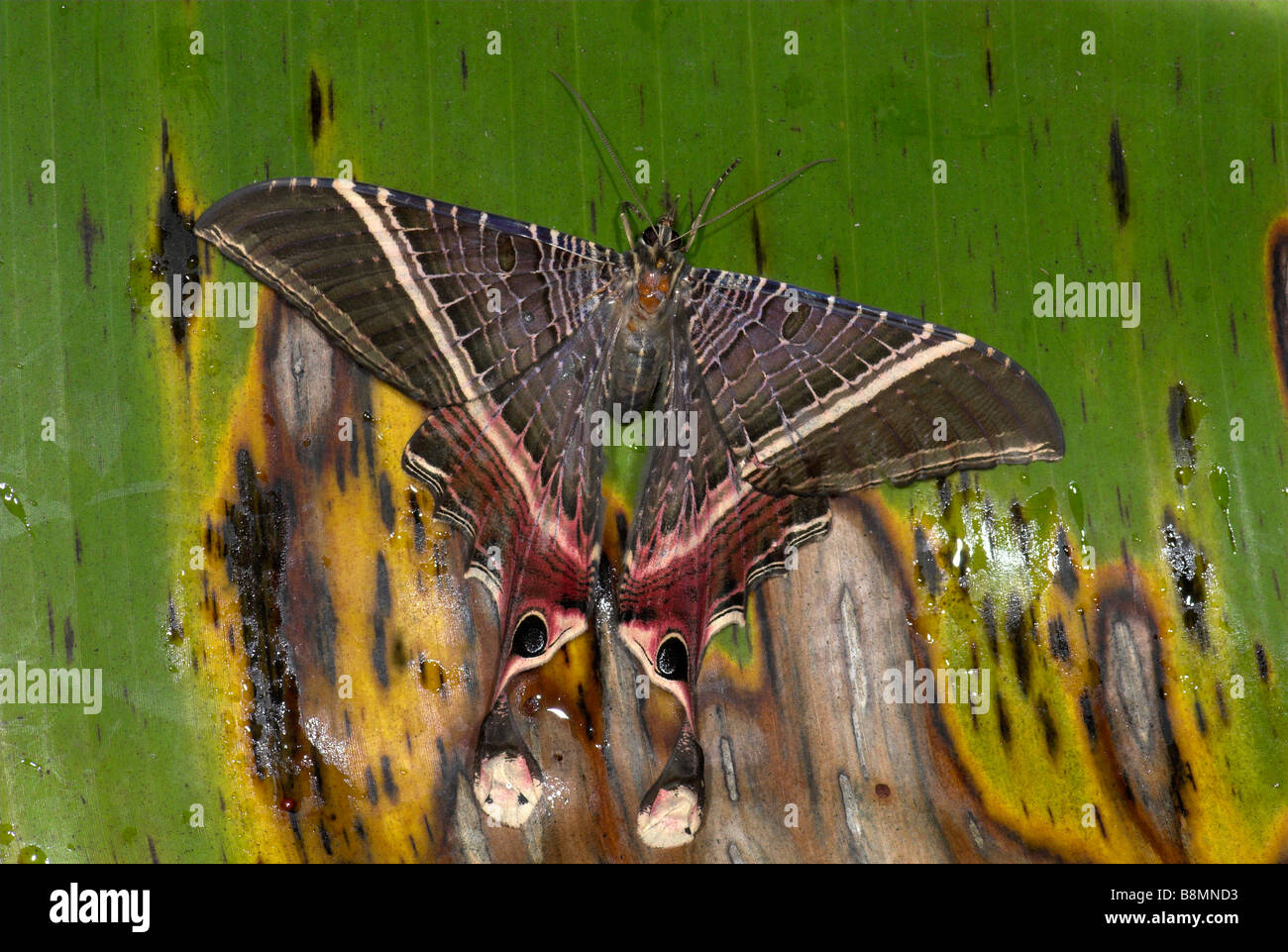 Costa rica moth hi-res stock photography and images - Alamy