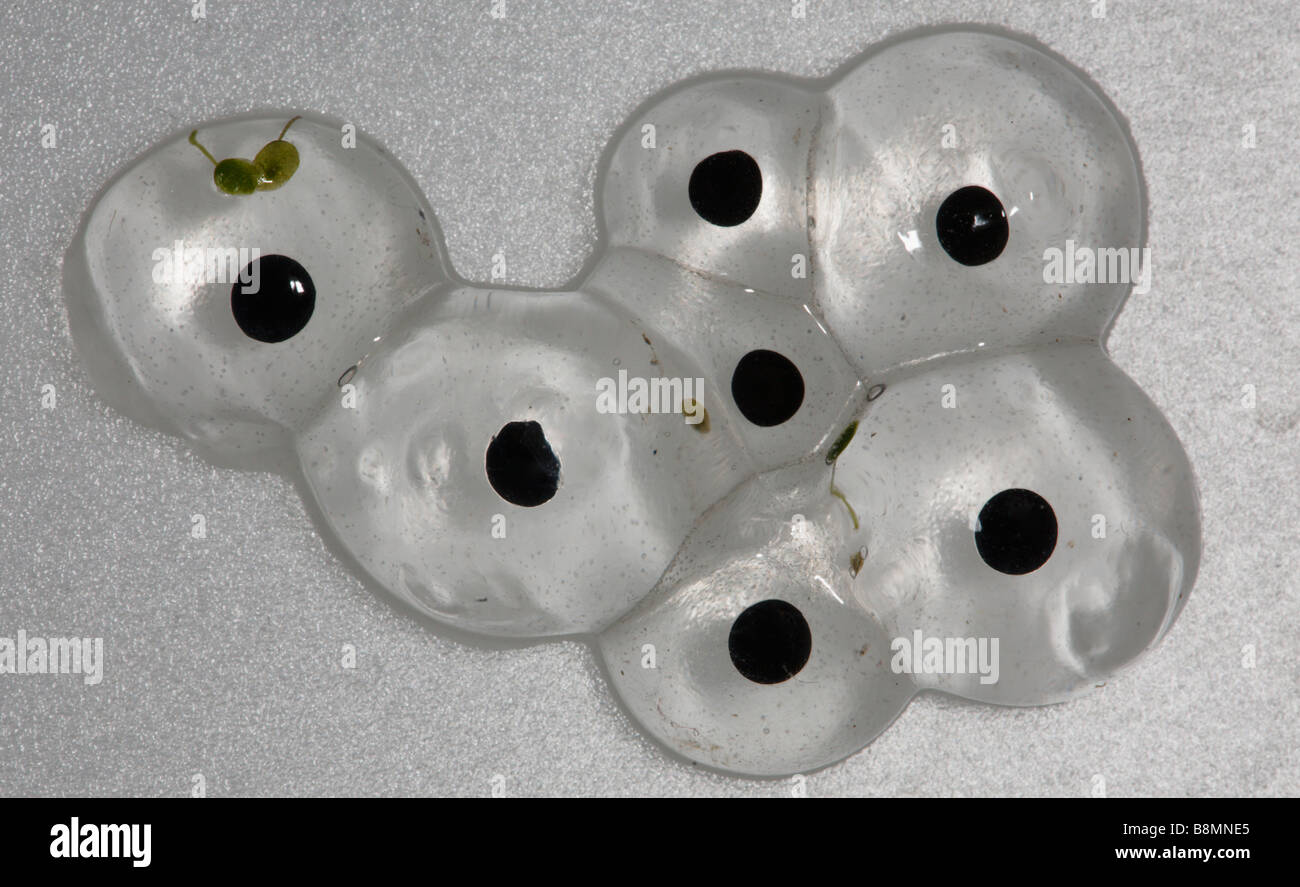 Frog eggs hi-res stock photography and images - Alamy