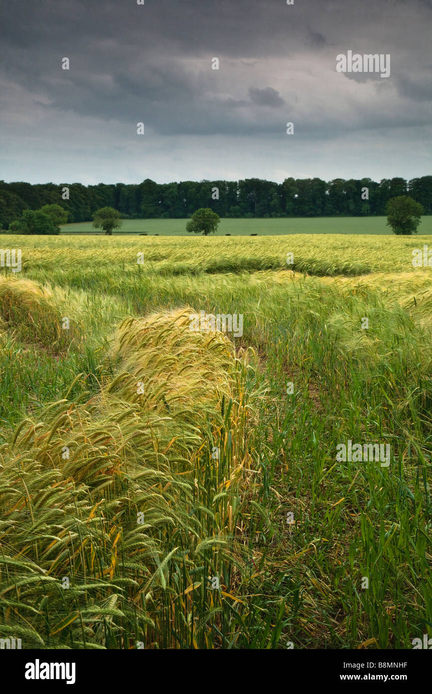 Barley Field near Beverley, East Yorkshire, England, UK Stock Photo - Alamy