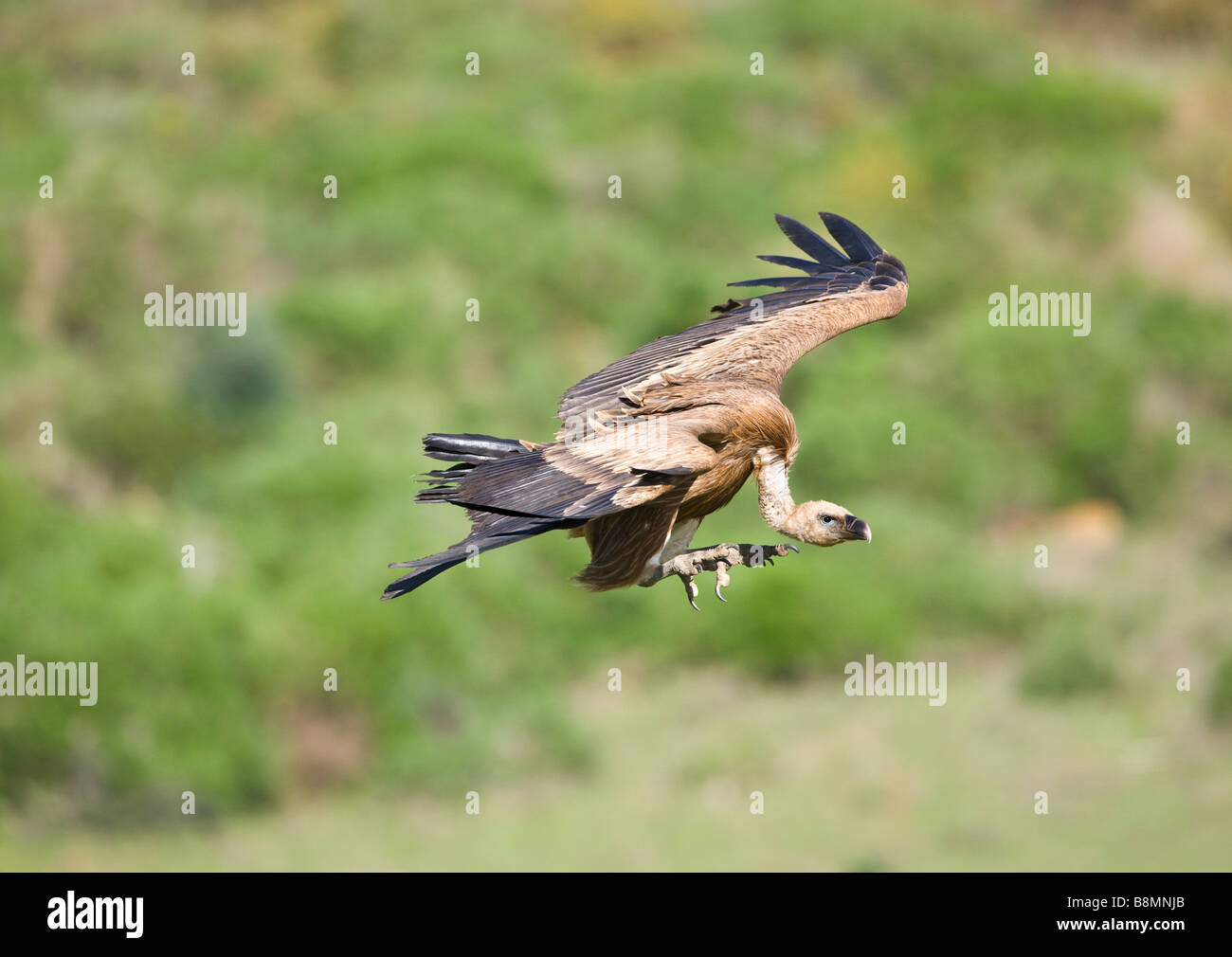 Vulture Wings In Flight High Resolution Stock Photography and Images ...