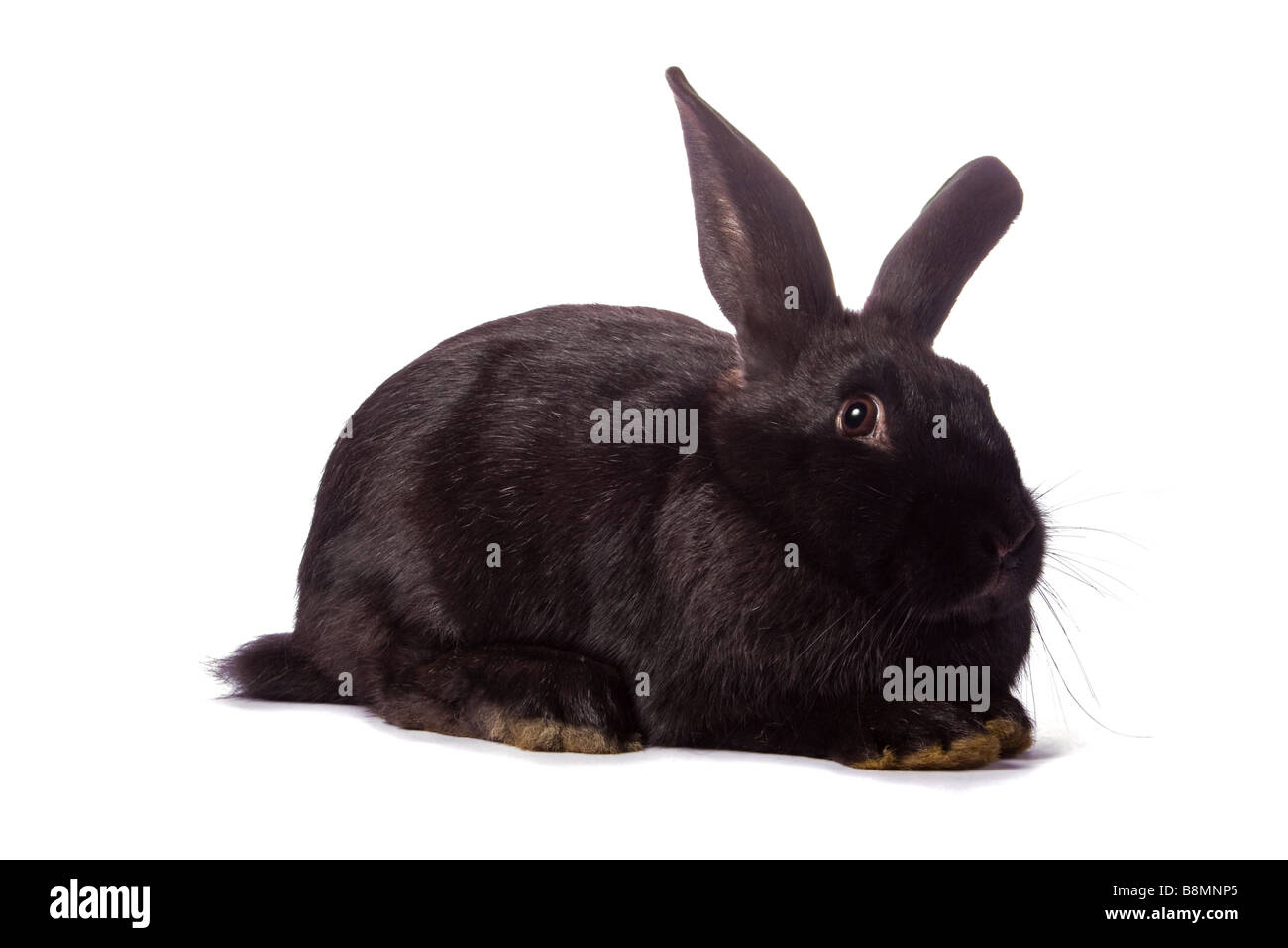 Black rabbit black background hi-res stock photography and images - Alamy