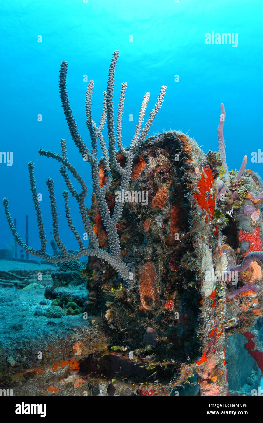 Coral growth on a wreck Stock Photo - Alamy
